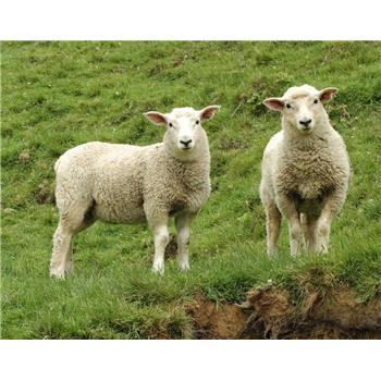 Browse Store - Priors Hall Farm